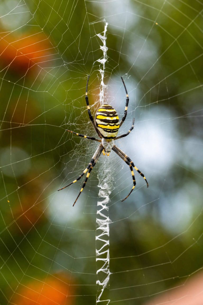 Are Wasp Spiders Dangerous?