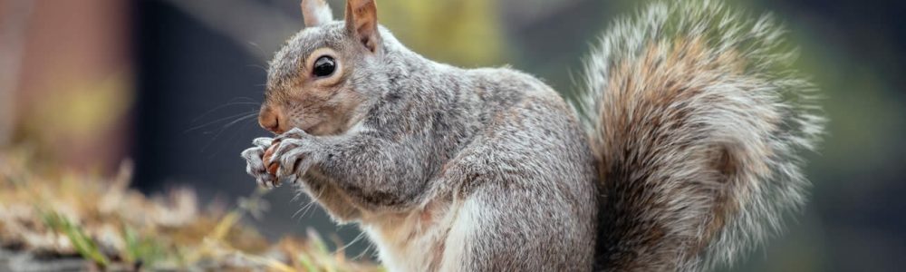 How To Get Rid Of Squirrels?