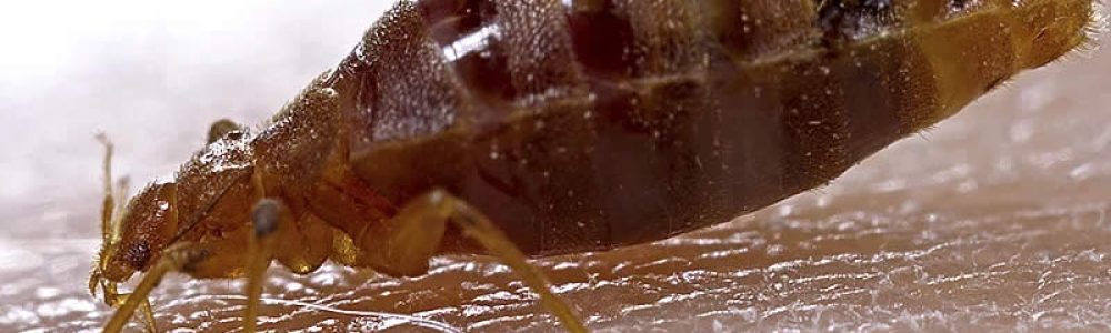 What Do Bed Bugs Look Like?