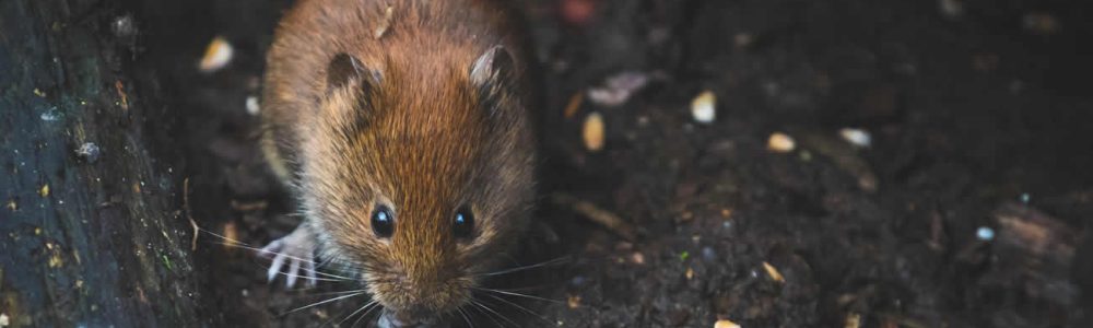 What Do Mice Droppings Look Like?